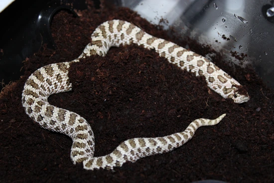 Arctic Het Albino Western Hognose by Homegrown Hogs