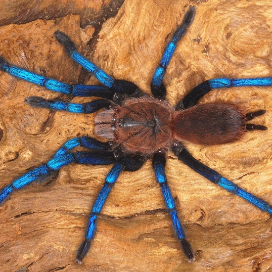 Birupes Simoroxigorum (Neon Blue Leg), 1.5” With Enclosure Tarantula by ...
