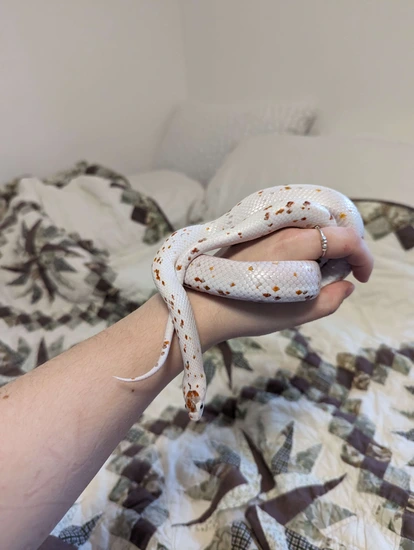Laima - 2021 Palmetto Corn Snake by Sophie's snakes