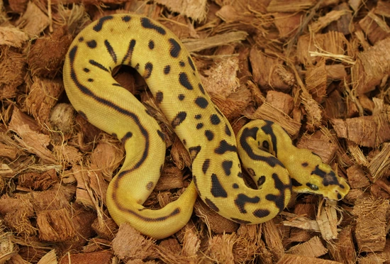 Enchi Disco Batman Ball Python by Zalac Xenomorphs