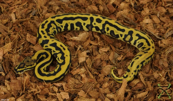 Leopard Spotnose Dbl Het Clown Black Lace Ball Python by Zalac Xenomorphs