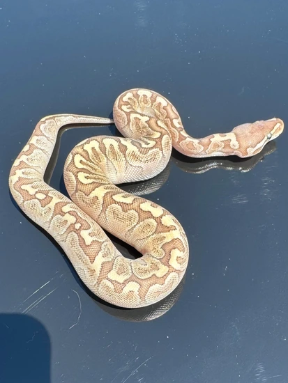 Bamboo GHI Ball Python by Mutant Freaks