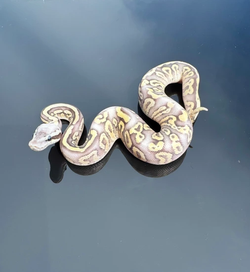 Superfly Mystic Ball Python by Mutant Freaks