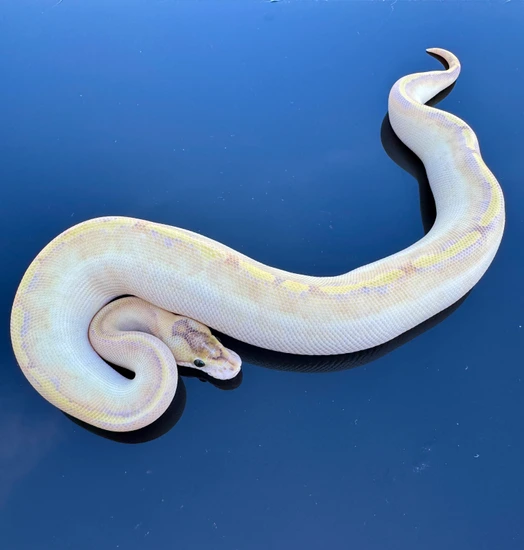 Enchi Highway Het Clown Ball Python by Mutant Freaks