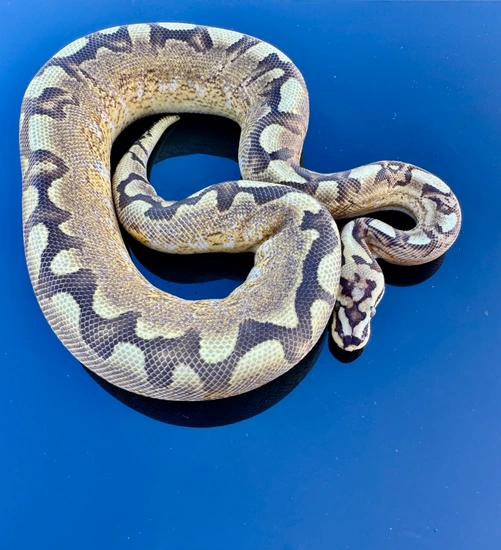 Spider Super Asphalt Ball Python by Mutant Freaks