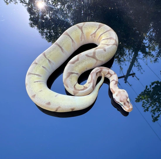 Black Pastel Pastave OD Fire Spider Ball Python by Mutant Freaks