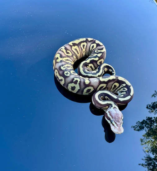 Super Pastel Mystic Ball Python by Mutant Freaks