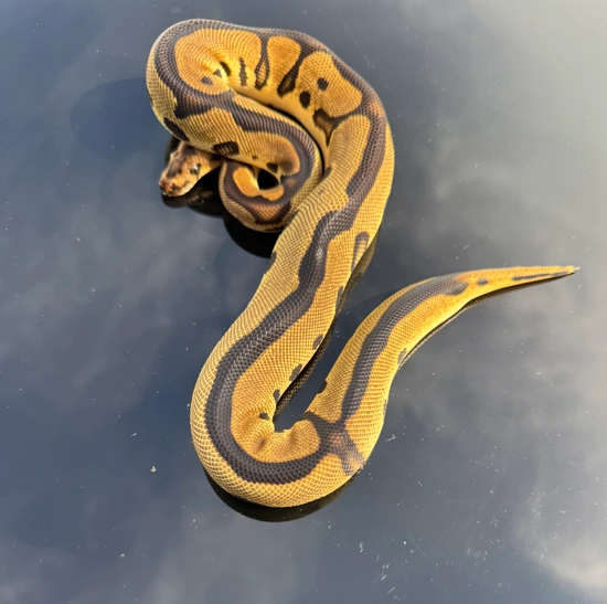 Leopard OD Clown Ball Python by Mutant Freaks