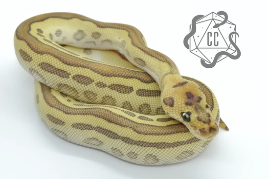 Leopard Butter OD Clown Ball Python by Critical Combos