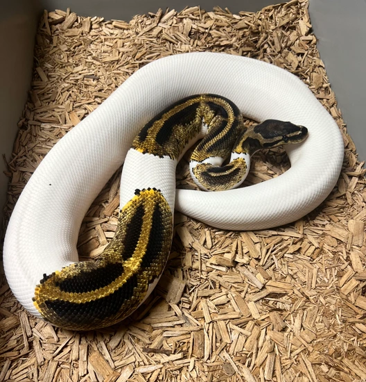 Yellowbelly Or Asphalt Pied Ball Python by ZDC Reptiles