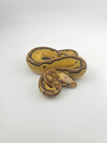 Super Vanilla Clown Partho Ball Python by ZDC Reptiles