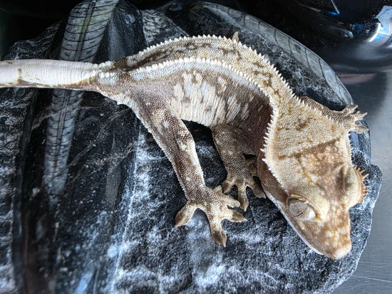 Caribou Lou X Amunet - Drippy Darkling! 🖤 Crested Gecko by ZenGex