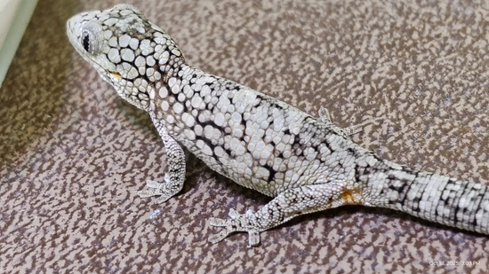 Eurydactylodes Occidentalis Chameleon Gecko by Leeside Lizards
