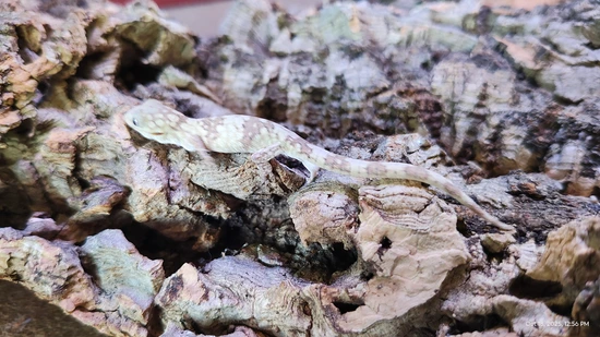 Eurydactylodes Symmetricus Chameleon Gecko by Leeside Lizards