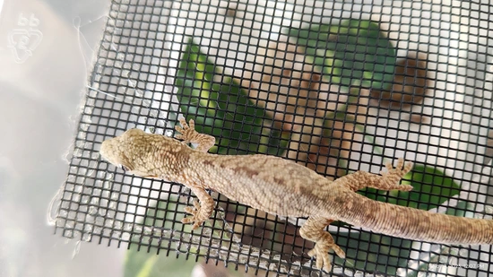 Eurydactylodes Agricolae Chameleon Gecko by Leeside Lizards