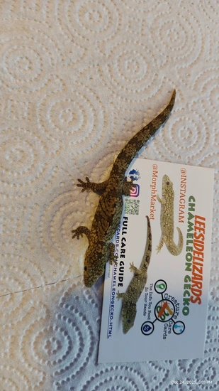 Eurydactylodes Agricolae Chameleon Gecko by Leeside Lizards