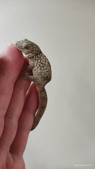 Eurydactylodes Occidentalis Chameleon Gecko by Leeside Lizards