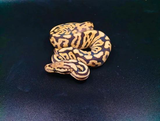 Od Fire Bp Scrambler Rs Sn Het Clown Ball Python by Zhang zihao reptile