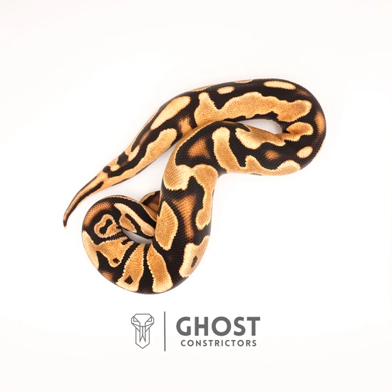OD Vanilla Het Pied Ball Python by Ghost Constrictors