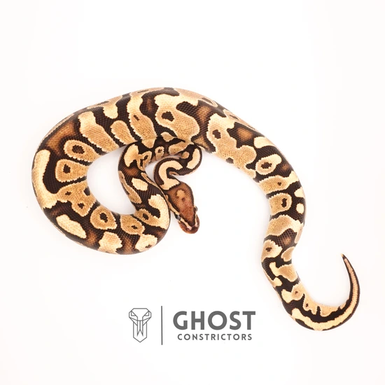 Fire Enchi Het Ultramel Ball Python by Ghost Constrictors