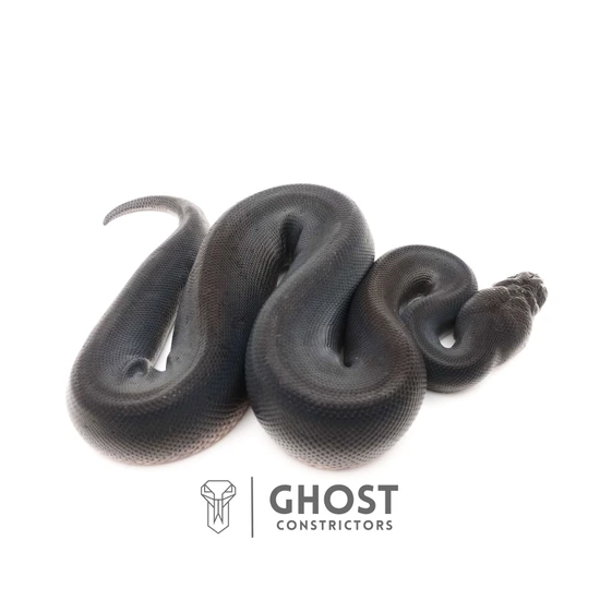 Obsidian / Abyss / The Darkness - Black Ball Python by Ghost Constrictors