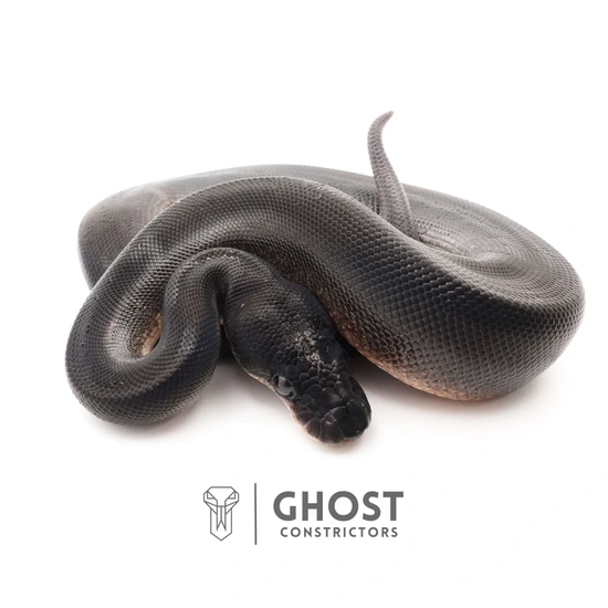 Obsidian / Abyss / The Darkness Ball Python by Ghost Constrictors