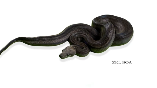 Leo Motley Boa Constrictor by ZKL Boas