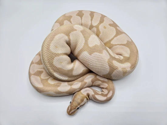 VPI Lavender Snow Ball Python by ZM Exotics
