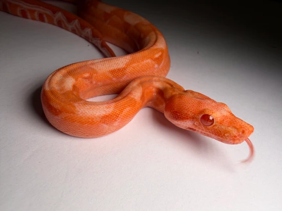 Salmon Sun Dragon Boa Constrictor by Esoterica Reptilia